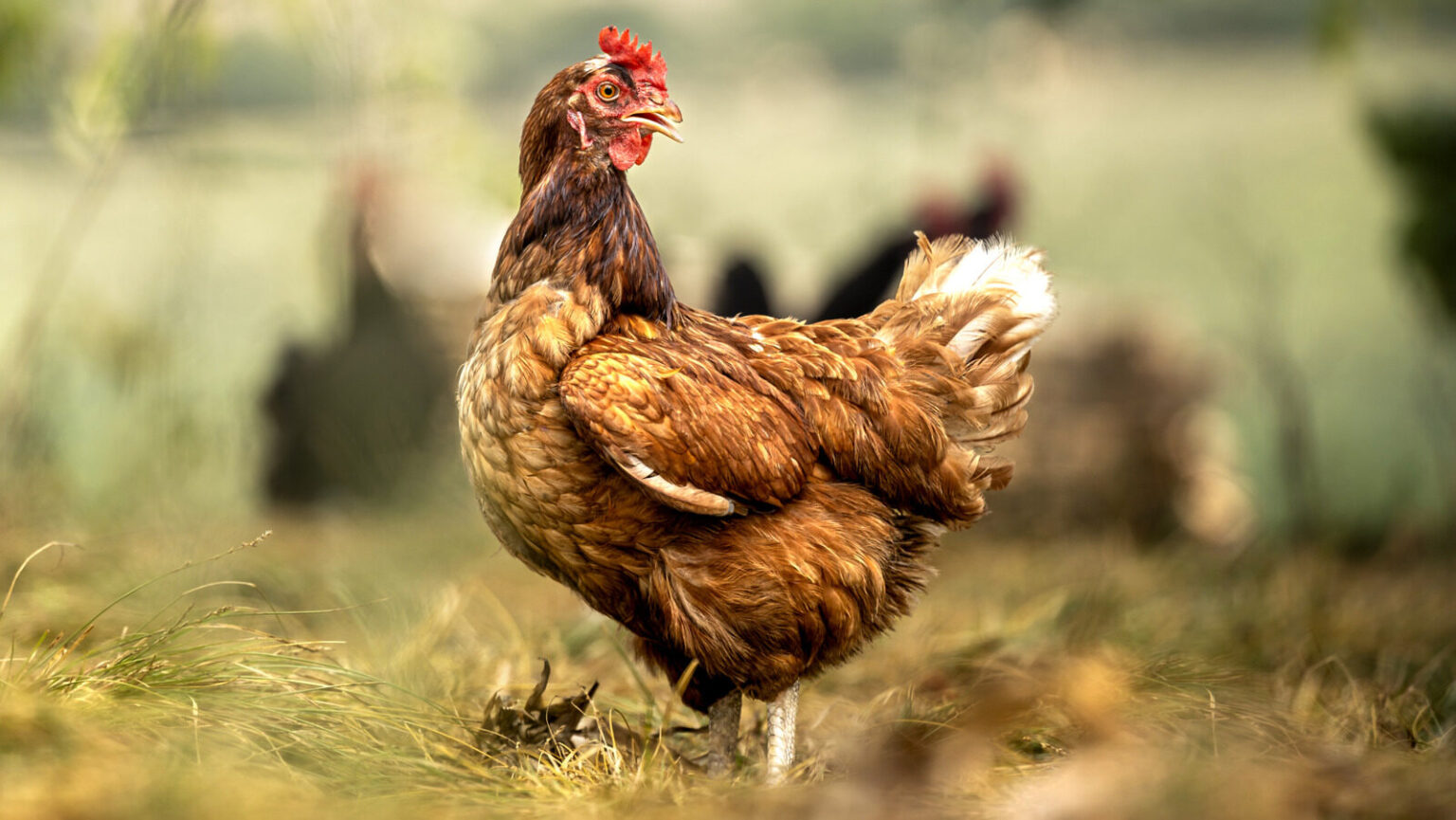 Chicken Lifespan Without a Head: How Long Can They Survive?