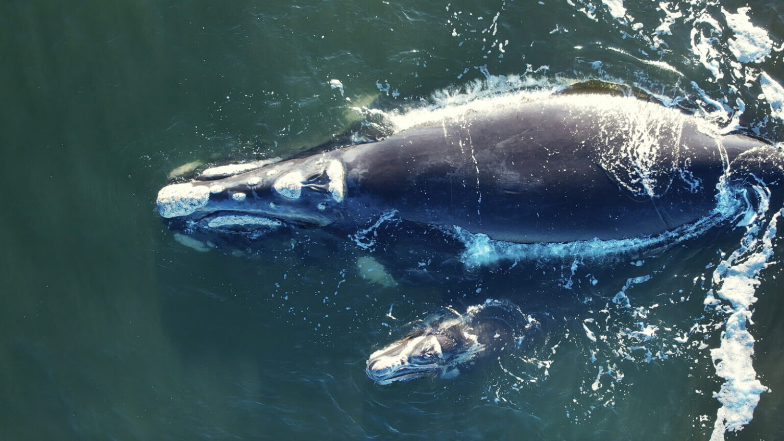 Average Lifespan of Bowhead Whales May Surprise You