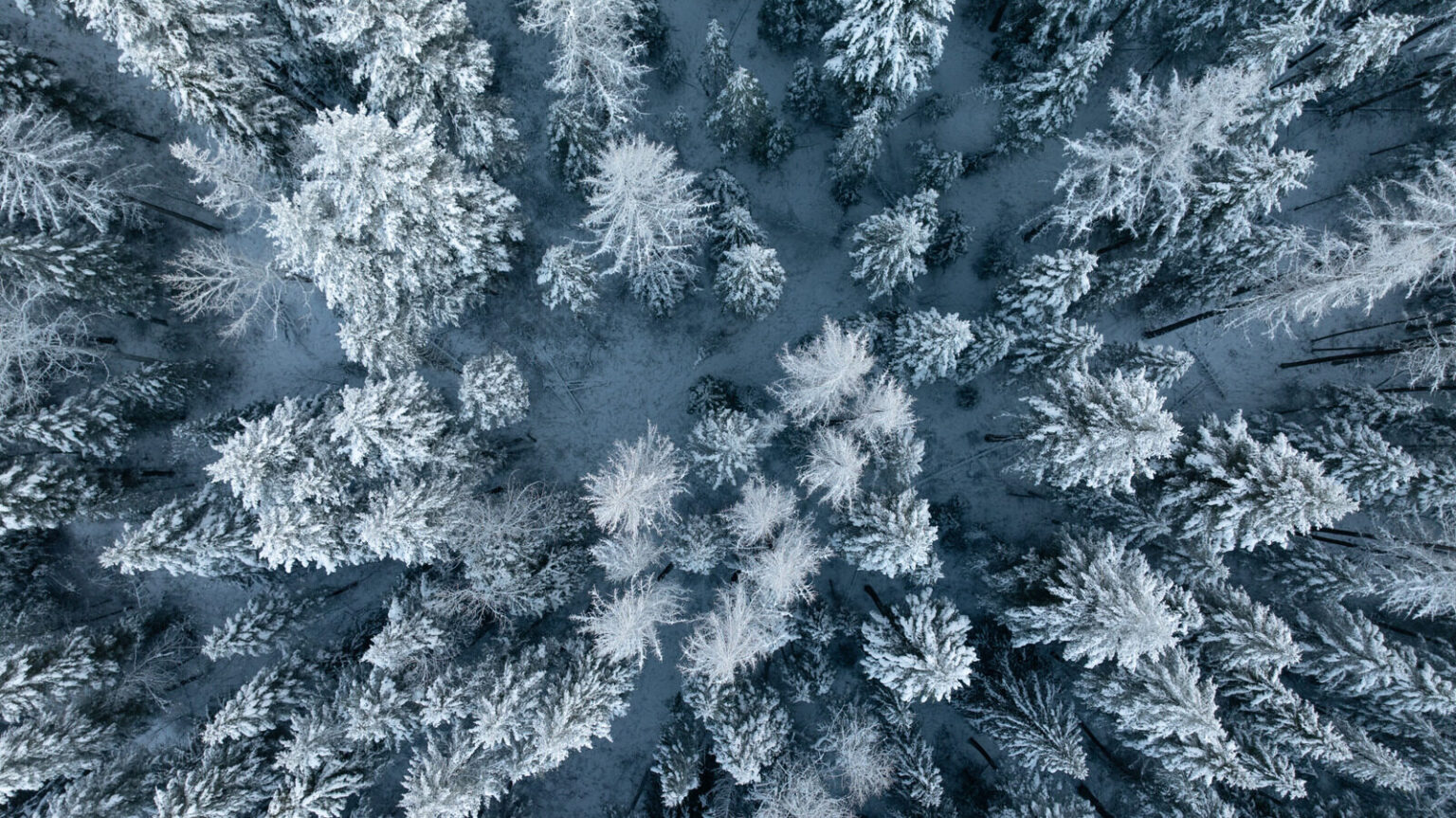 Explaining the Exploding Tree Phenomenon Through Science