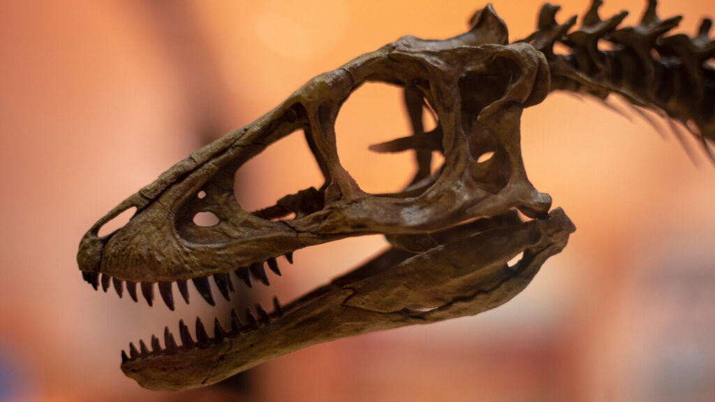 Unexpected reason dinosaur skulls have bizarre holes