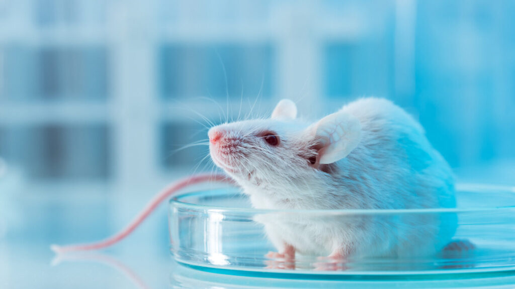 Why Scientists Use Mice for Experiments Explained