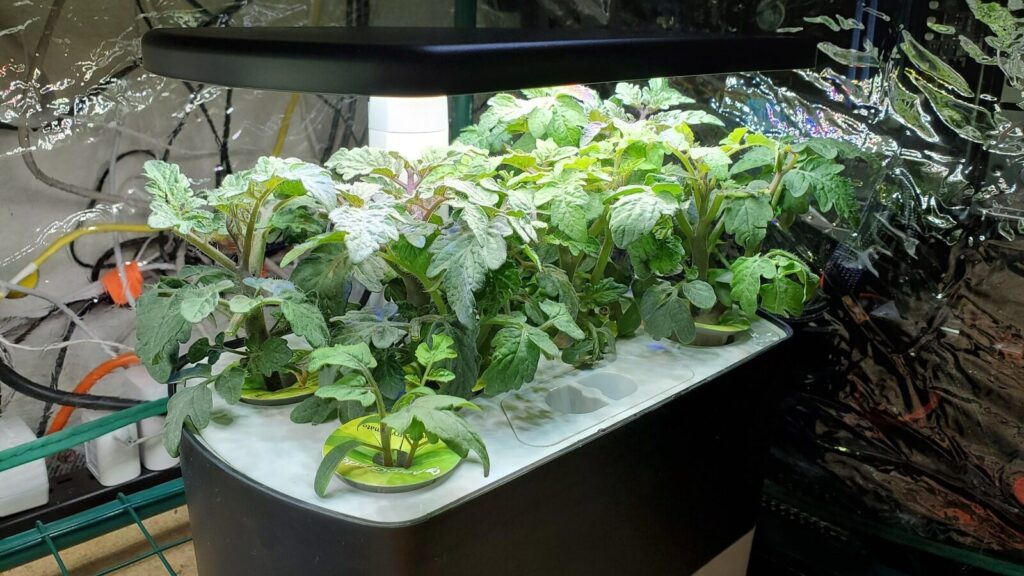 How Plants Grow in Space Explained